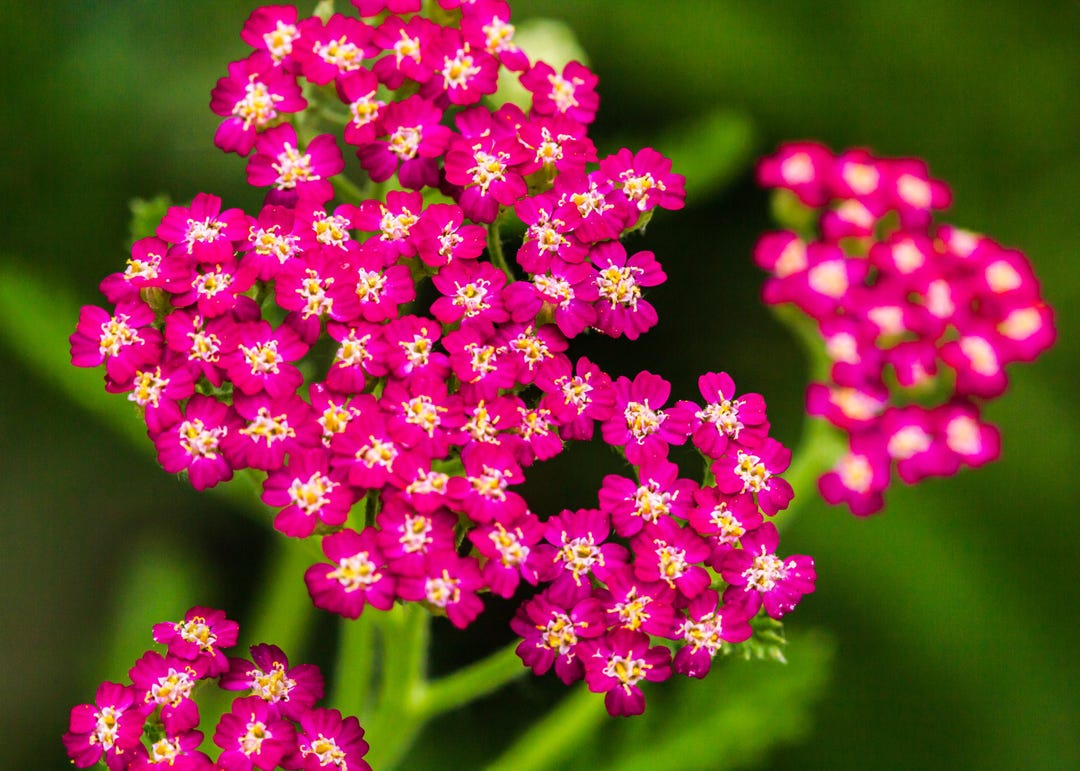 Pink Red Yarrow Seeds Mix Pollinator Flower Seeds - Achillea ...