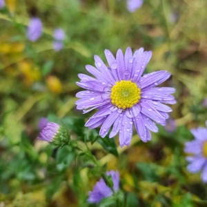 Aster, New England Aster Flower Seeds- Easy to Grow - Bee Pollinator ...