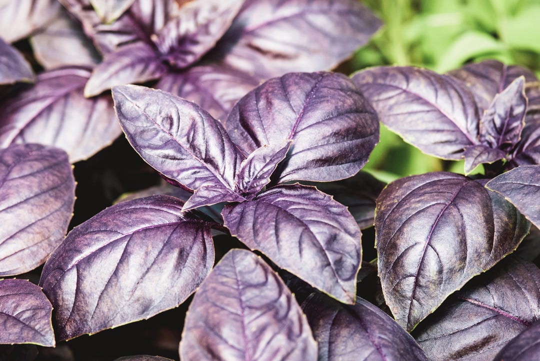 Purple Basil Seeds - Ocimum Basilicum - Organic Amethyst Basil Seeds ...