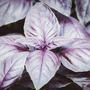 Purple Basil Seeds - Ocimum Basilicum - Organic Amethyst Basil Seeds ...