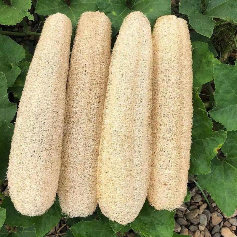 Luffa Seeds - Etsy