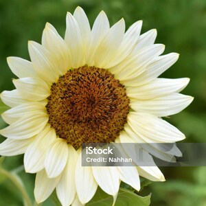 Flower Seeds - White Nite Sunflower Seeds - Open Pollinated - Non GMO ...