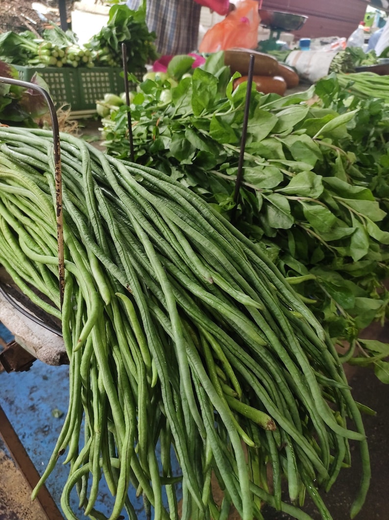 Chinese Yard Long Bean Seeds: Heirloom Asparagus Bean, Non GMO - Etsy