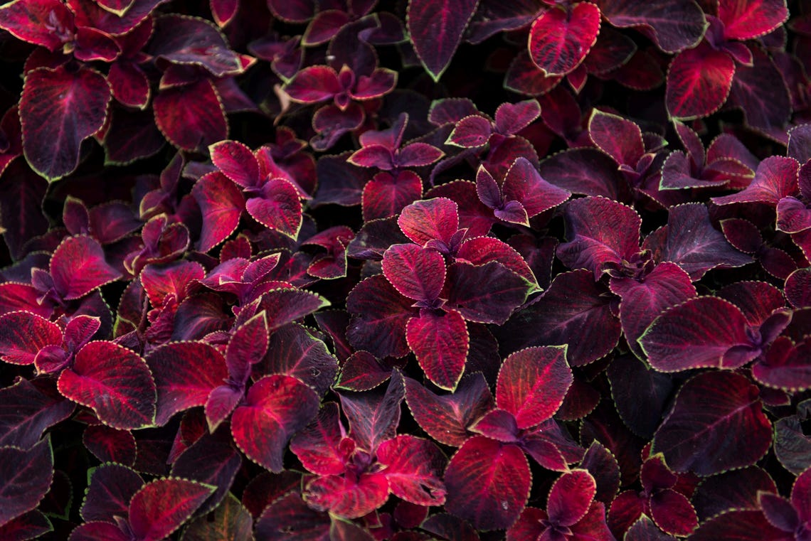 Chocolate Cherry Coleus Seeds: Pink Mahogany Foliage, Heirloom Flower ...