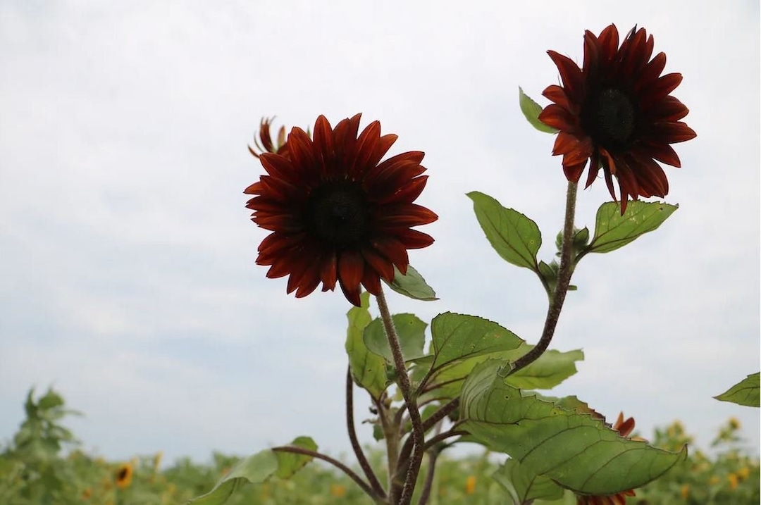 Sunflower Seeds Chocolate Cherry Sunflower Seed Annual Sun Flowers Non ...