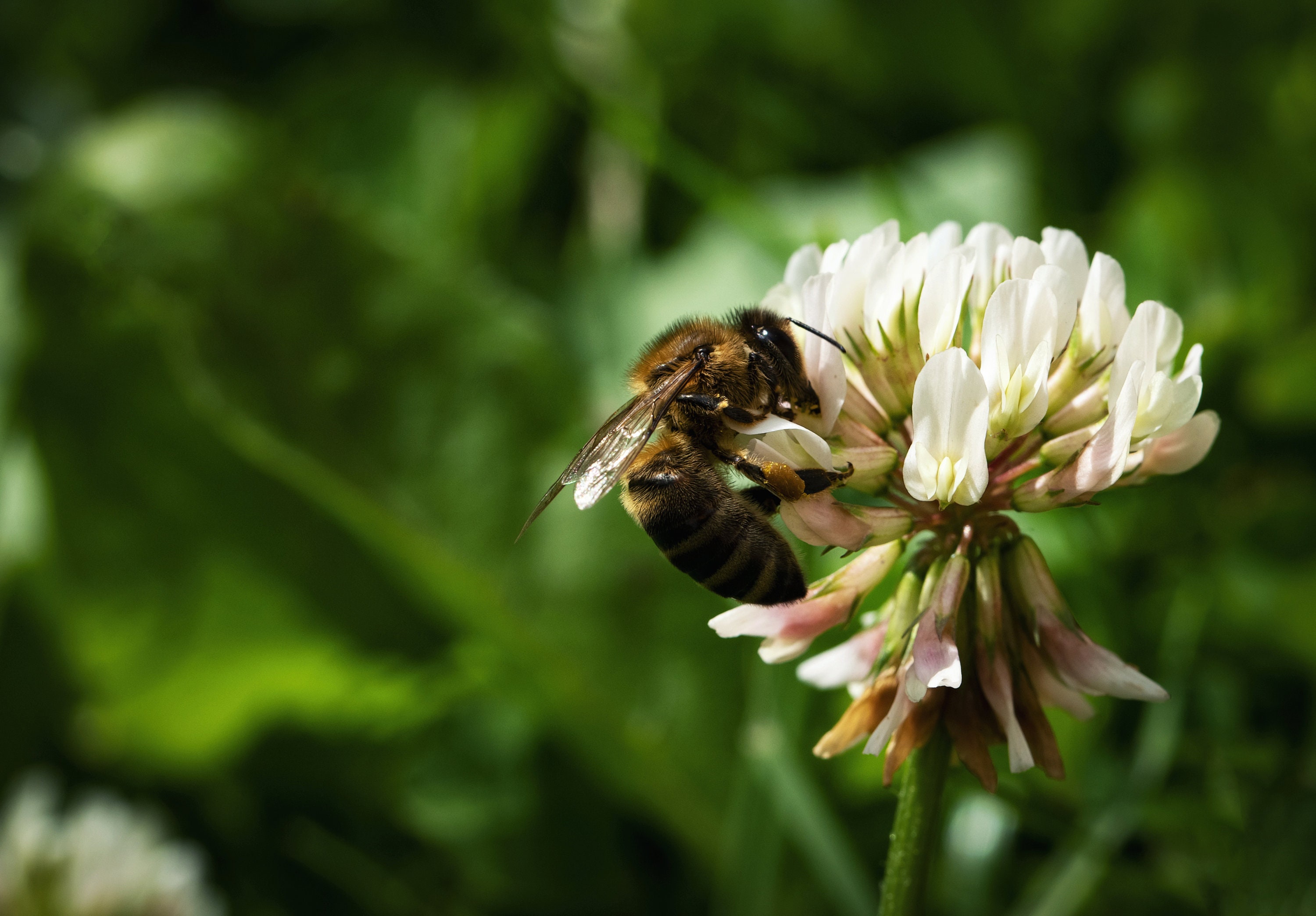 White Clover Seeds: New Zealand Ground Cover, Pollinator Friendly - Etsy