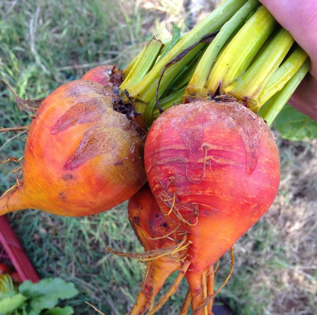 Organic Vegetable Seeds - Yellow Golden Organic Beet Seeds - Rare ...