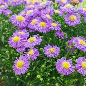 Aster, New England Aster Flower Seeds- Easy to Grow - Bee Pollinator ...
