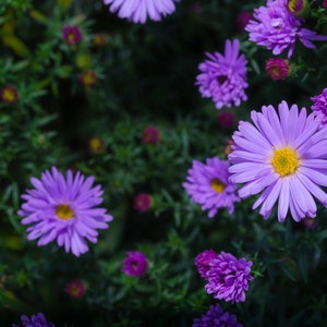Aster, New England Aster Flower Seeds- Easy to Grow - Bee Pollinator ...