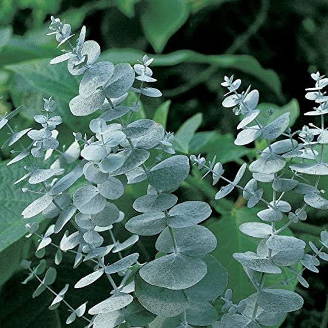Organic Baby Blue Eucalyptus Seeds - Eucalyptus Pulverulenta - NON GMO ...