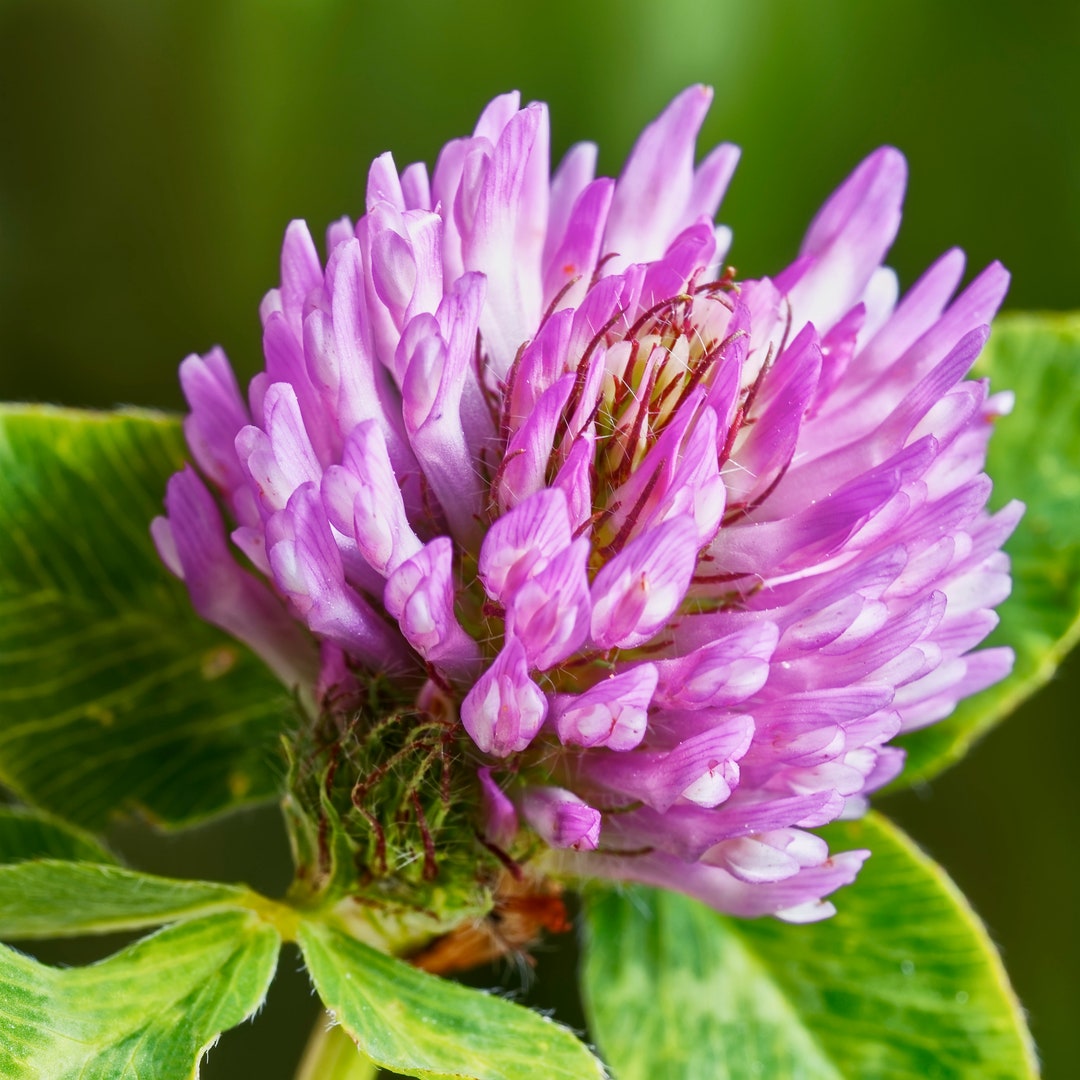 Organic Red Clover Cover Crop Heirloom Seeds 5000 Seeds 1oz Sprouting ...