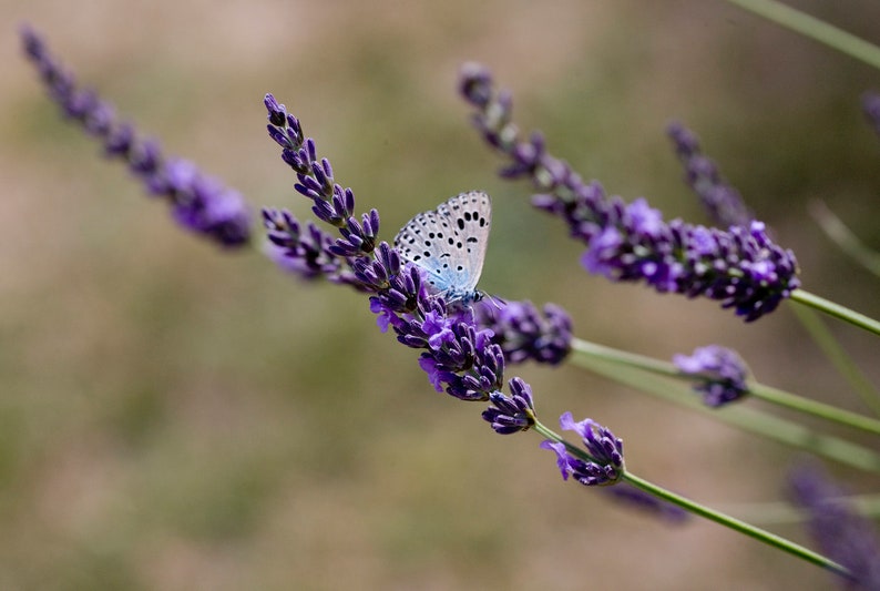 English Lavender Seeds Common Lavender Heirloom Seeds Herb - Etsy