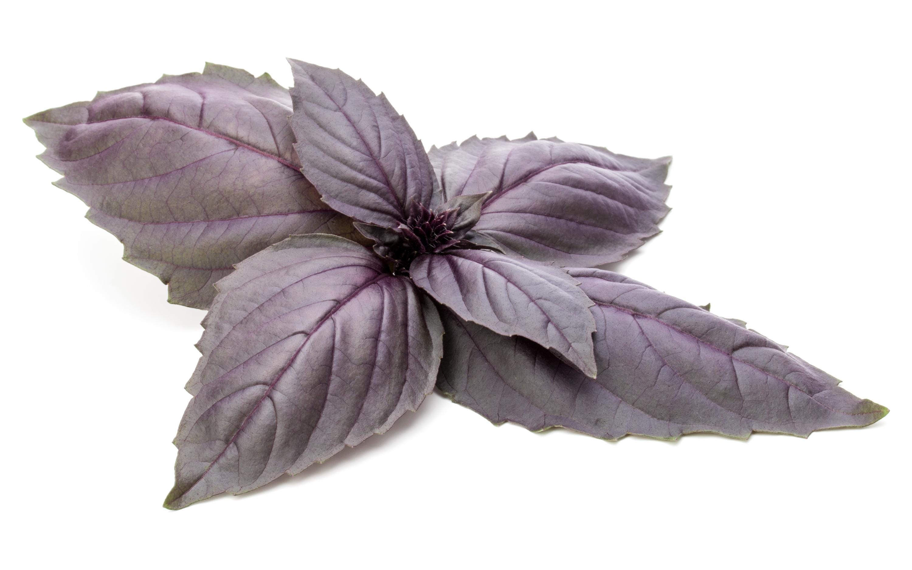 Purple Basil Seeds