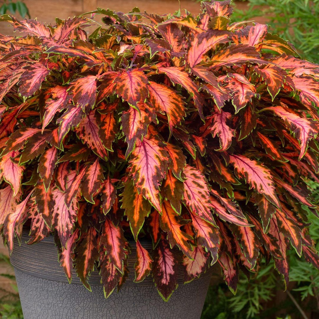 Coral Sunrise Coleus Seeds: Heirloom Flower Seeds, Shade Garden - Etsy