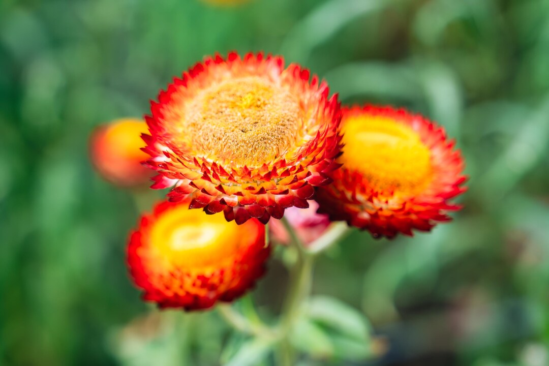 Dried Flower Seeds - Copper Red Strawflower Seeds - Open Pollinated ...