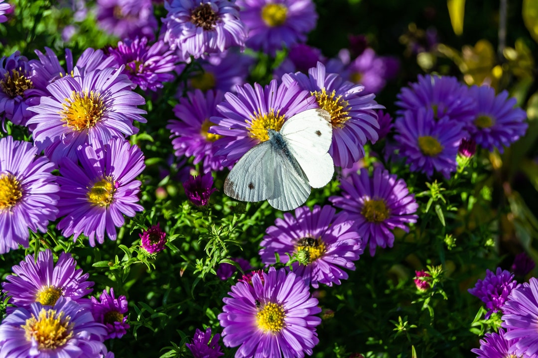Aster, New England Aster Flower Seeds- Easy to Grow - Bee Pollinator ...