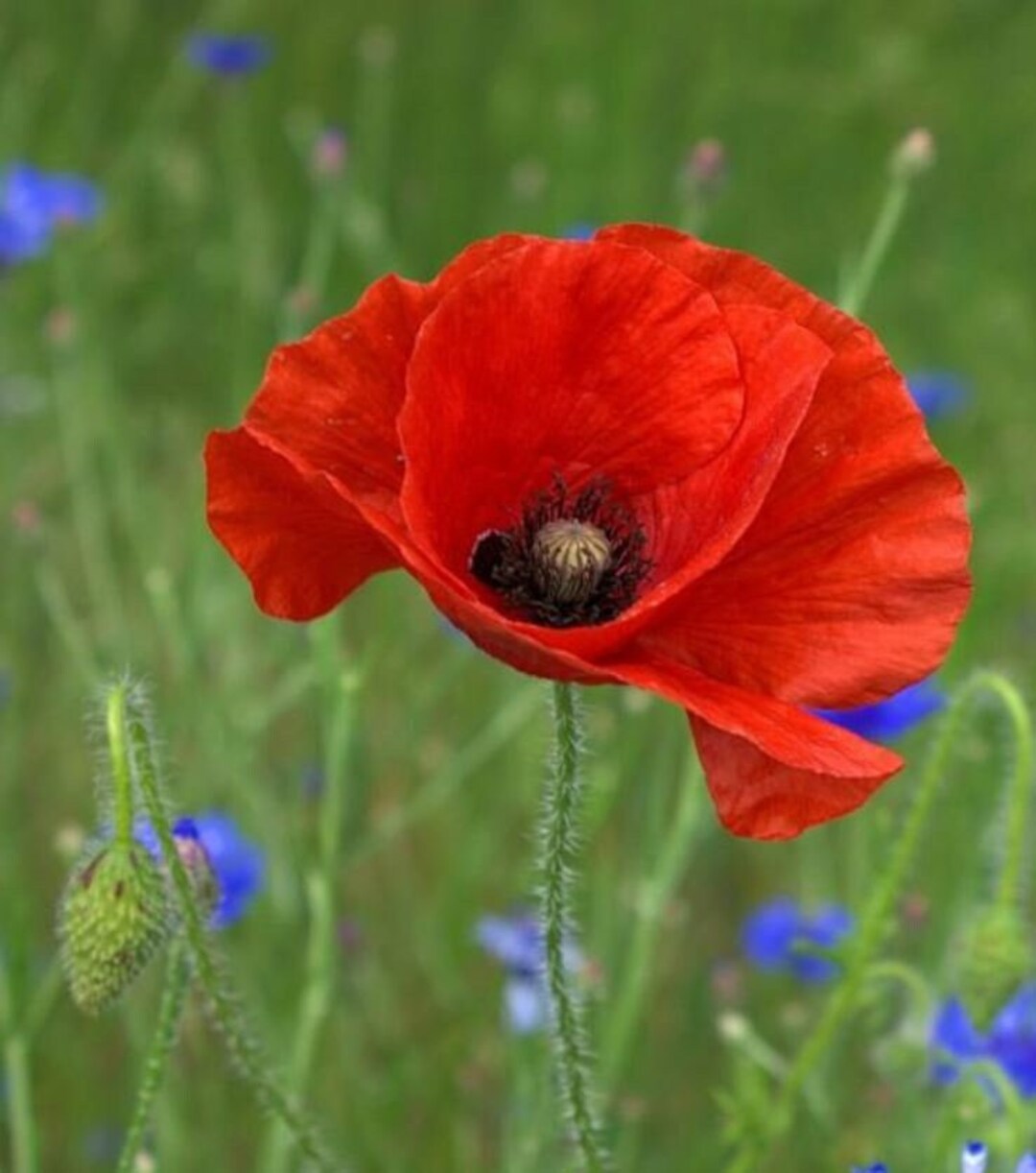 Classic Red Corn Poppy Seeds - Common Poppy - Heirloom Seeds Herb Seeds ...