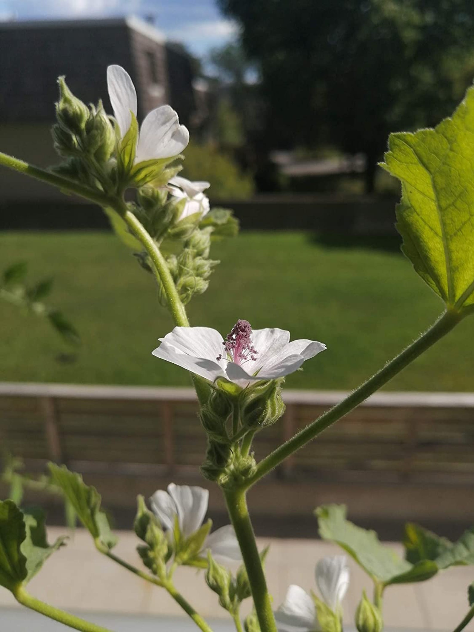 Marshmallow Marsh Mallow Plant Seeds - Althaea Officinalis- NON GMO - Etsy