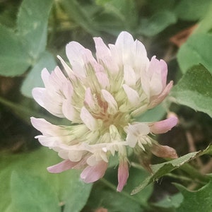 Clover Seeds Cover Crop - New Zealand Clover Ground Cover Seeds ...