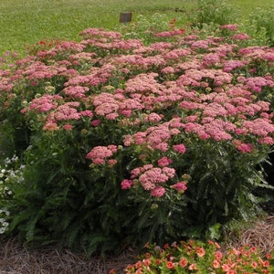 Pink Red Yarrow Seeds Mix Pollinator Flower Seeds - Achillea ...