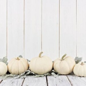 Shiver Pumpkin Seeds - Cucurbita Pepo - Open Pollinated - White Color ...