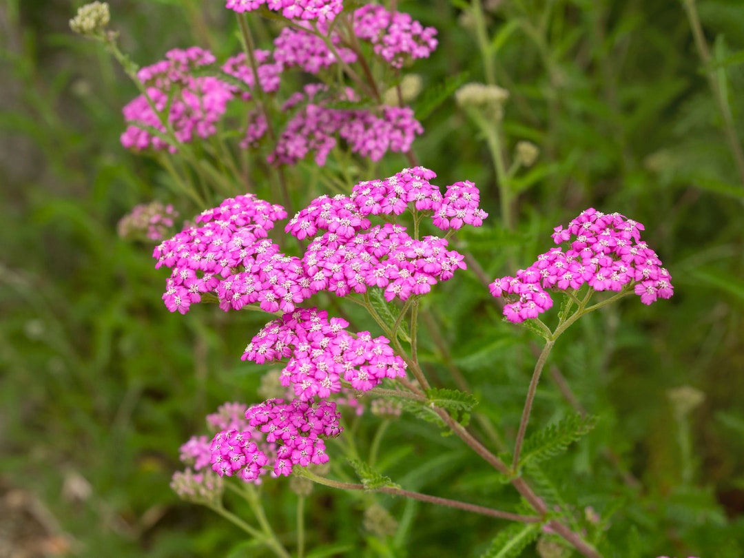 Pink Red Yarrow Seeds Mix Pollinator Flower Seeds Achillea Millefolium ...