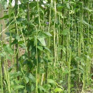 Chinese Yard Long Bean Seeds: Heirloom Asparagus Bean, Non GMO - Etsy