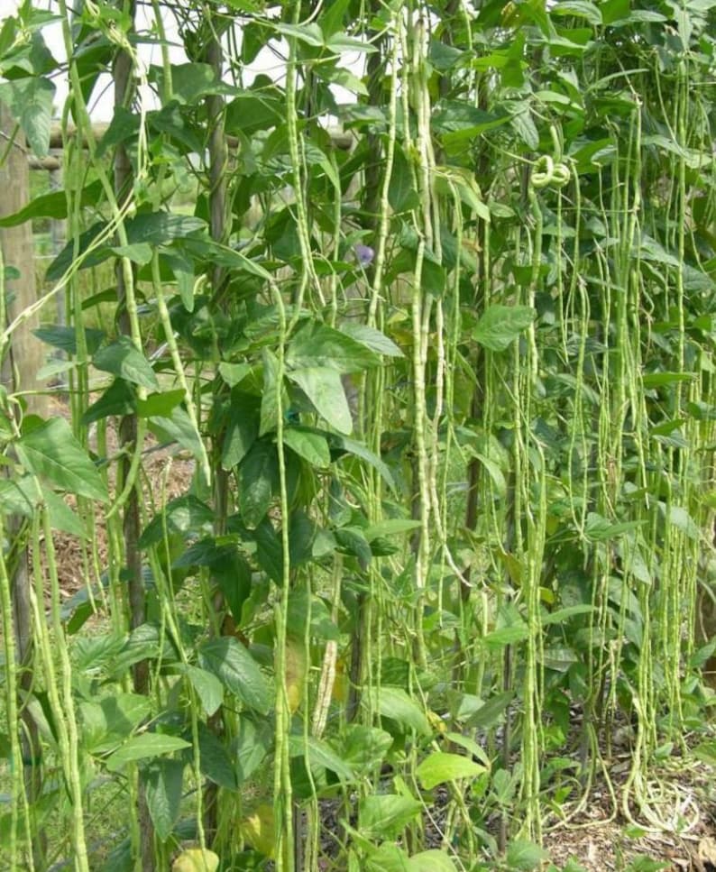 Chinese Yard Long Bean Seeds: Heirloom Asparagus Bean, Non GMO - Etsy