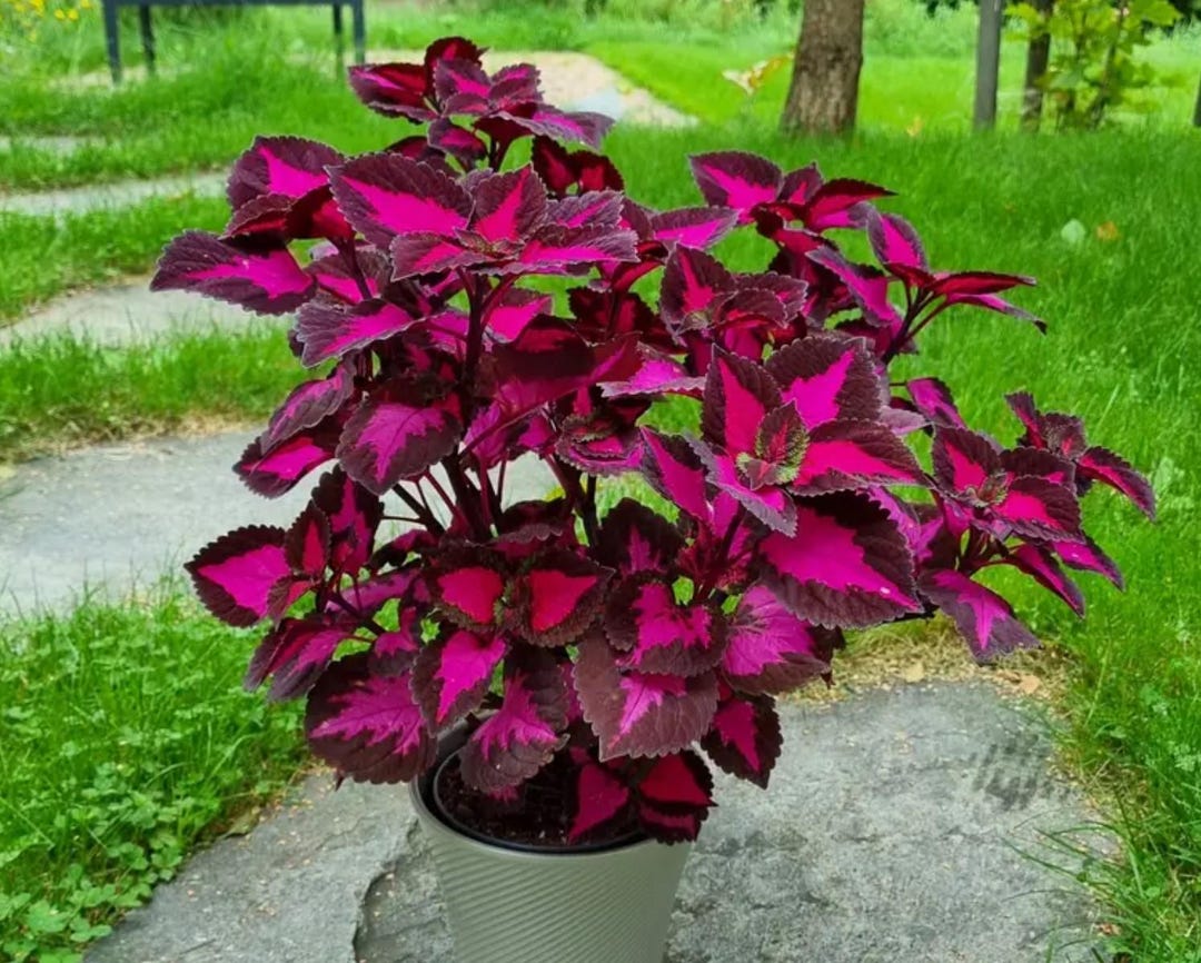Chocolate Cherry Coleus Seeds: Pink Mahogany Foliage, Heirloom Flower ...