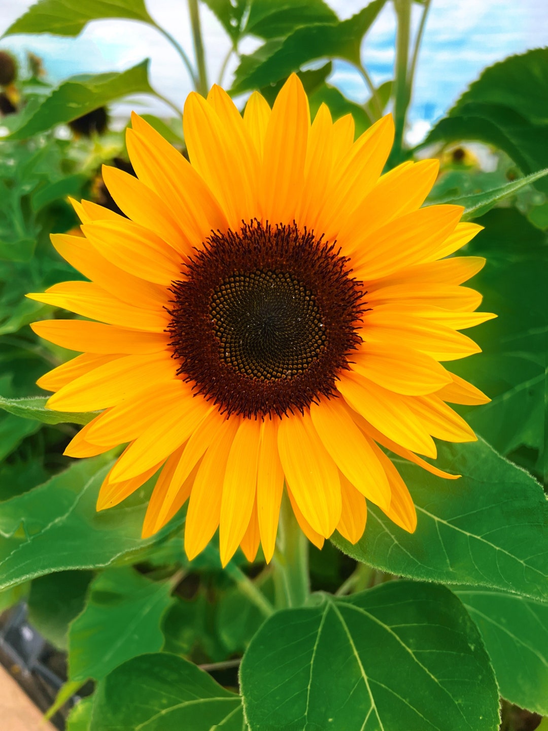 Mammoth Grey Striped Sunflower Seeds: Non GMO Heirloom Helianthus ...