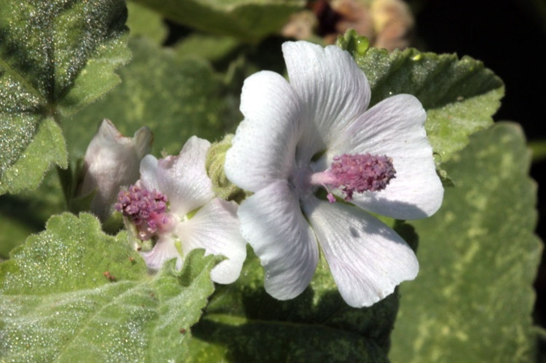 Marshmallow Marsh Mallow Plant Seeds Pack of 15 Althaea Officinalis NON ...