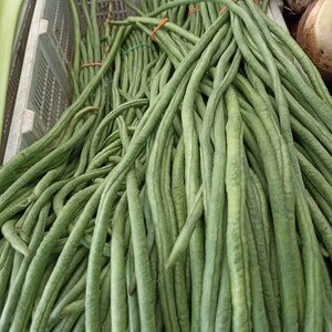 Chinese Yard Long Bean Seeds: Heirloom Asparagus Bean, Non GMO - Etsy