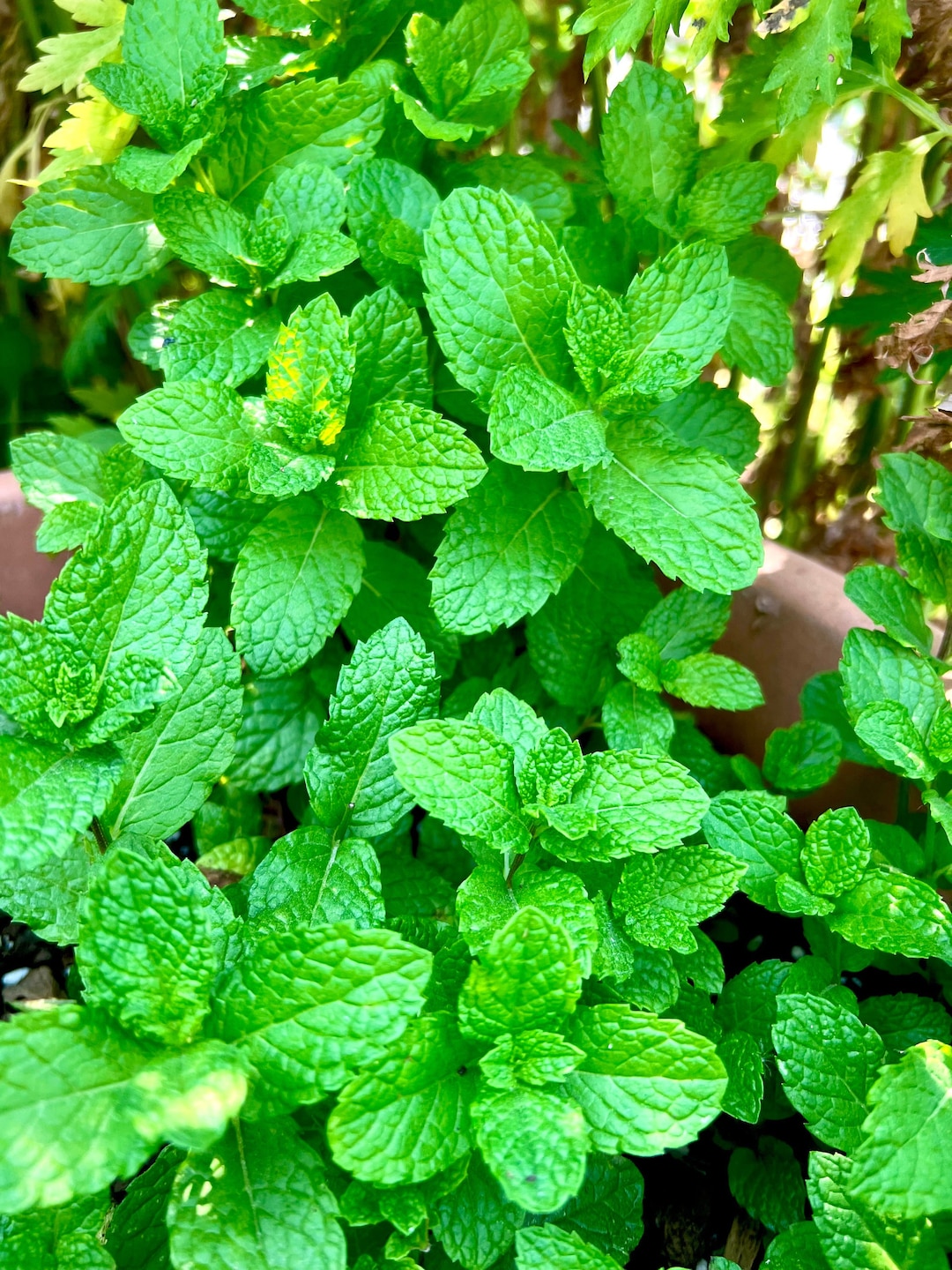 Organic Peppermint Seeds: Heirloom Culinary Herb, Non-gmo - Etsy