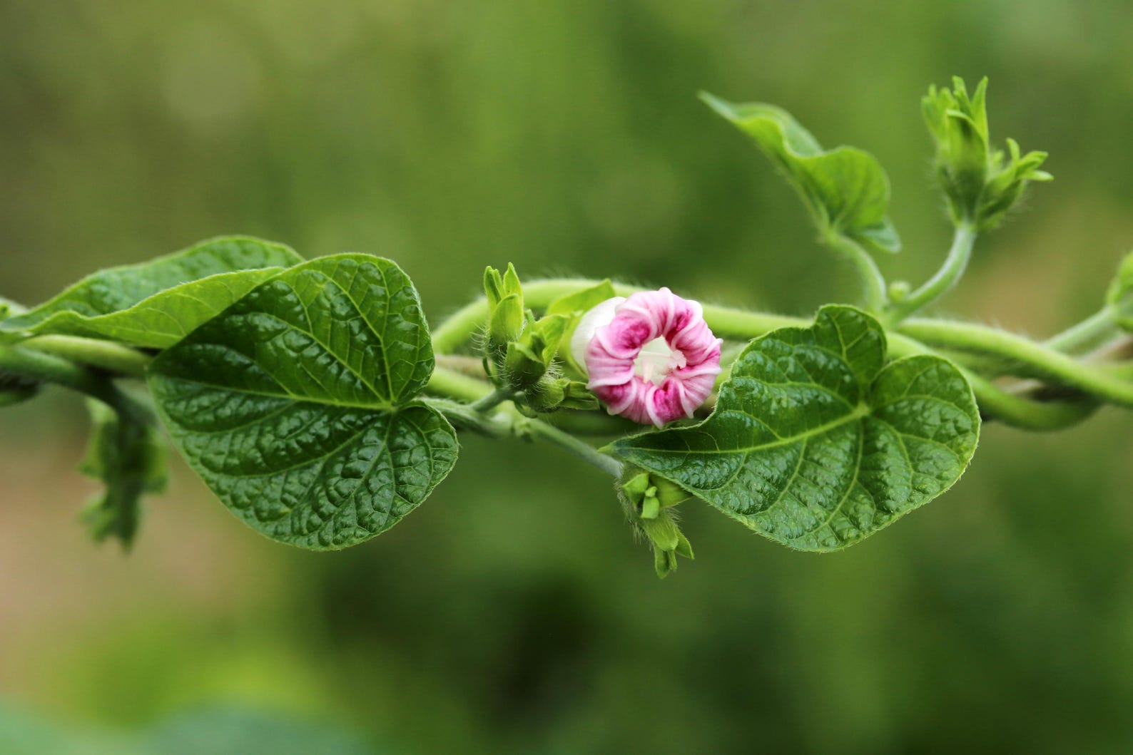 Marshmallow Marsh Mallow Plant Seeds - Althaea Officinalis- NON GMO - Etsy