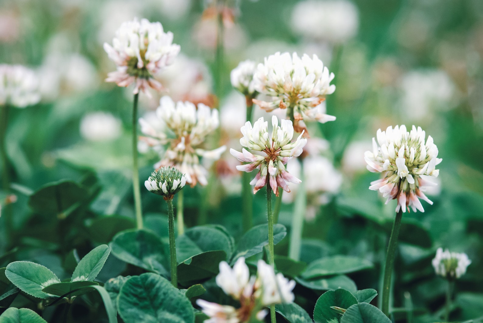 White Clover Seeds: New Zealand Ground Cover, Pollinator Friendly - Etsy