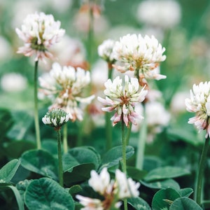 Clover Seeds Cover Crop - New Zealand Clover Ground Cover Seeds ...