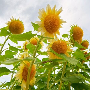 Flower Seeds - Pale Yellow Sunflower Seeds - Open Pollinated - Non GMO ...