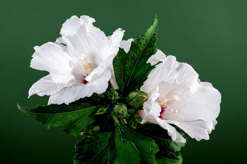Marshmallow Marsh Mallow Plant Seeds - Althaea Officinalis- NON GMO - Etsy