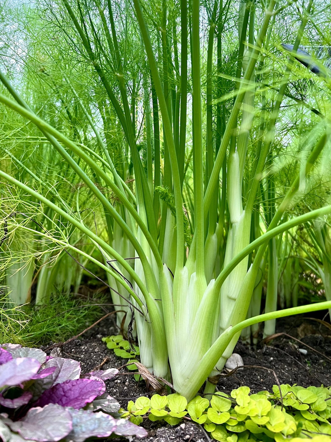 Dragon Fennel Seeds - Florence Fennel - Heirloom Seeds - Vegetable ...