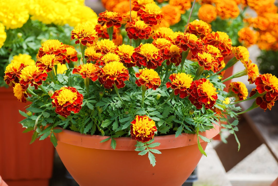 Durango Marigold Outback Mix Seeds - Bee Pollinator Flower Seeds ...