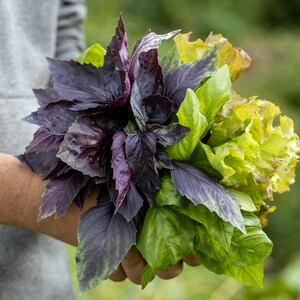 Purple Basil Seeds - Ocimum Basilicum - Organic Amethyst Basil Seeds ...