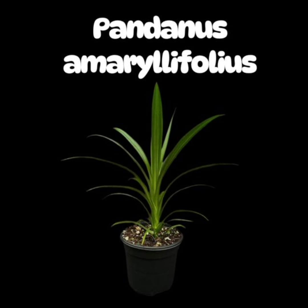 LIVE PLANT in 4" POT - Pandanus Amaryllifolius Edible Pandan Asian ...