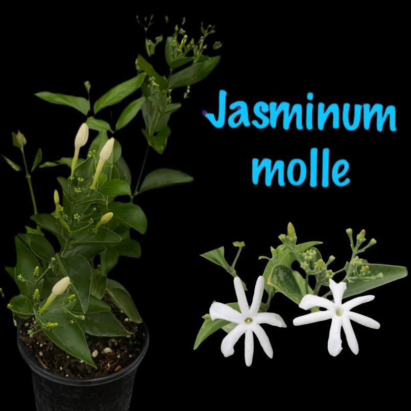 LIVE PLANT in 4" POT - Jasminum Molle – Indian Jui Jasmine - Etsy