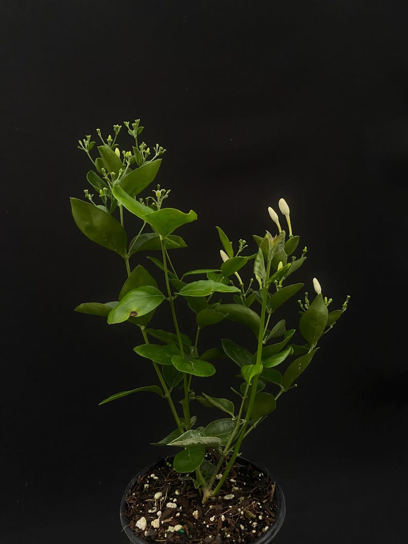 LIVE PLANT in 4" POT - Jasminum Molle – Indian Jui Jasmine - Etsy