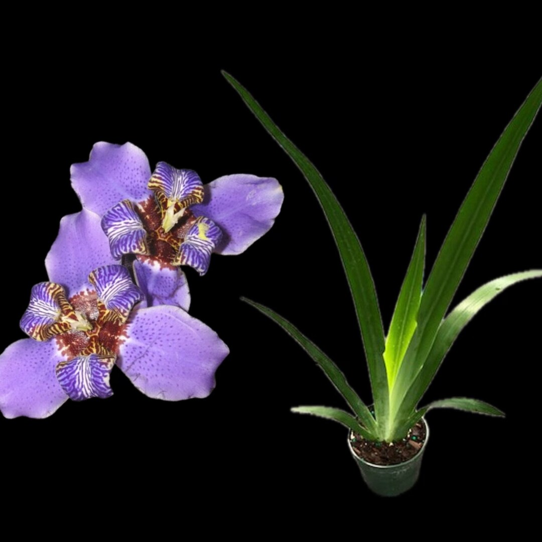 LIVE PLANT in 4 POT Neomarica Caerulea regina Giant Blue Tropical Iris ...