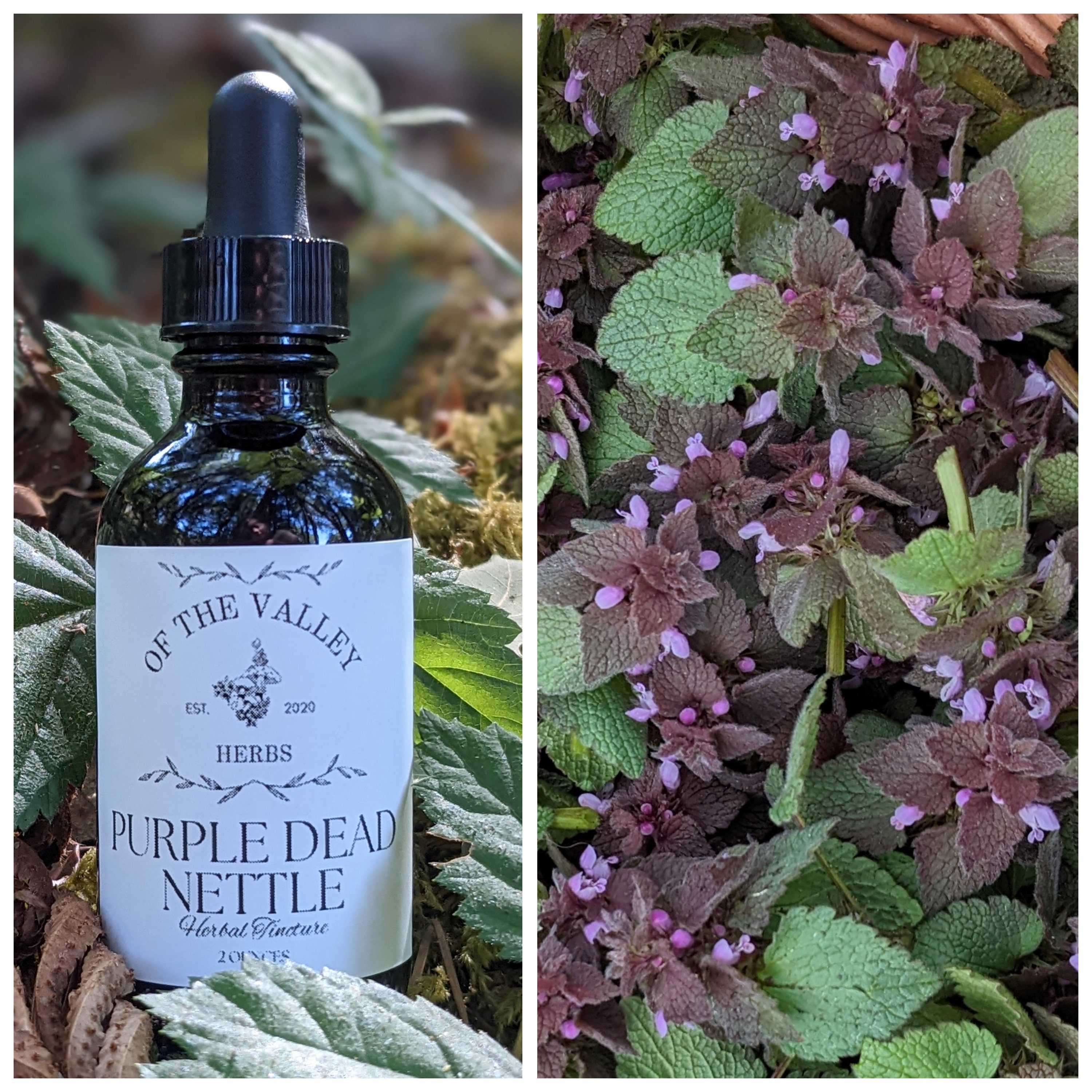Purple Dead Nettle Tincture, Lamium Purpureum, Handcrafted Herbal ...