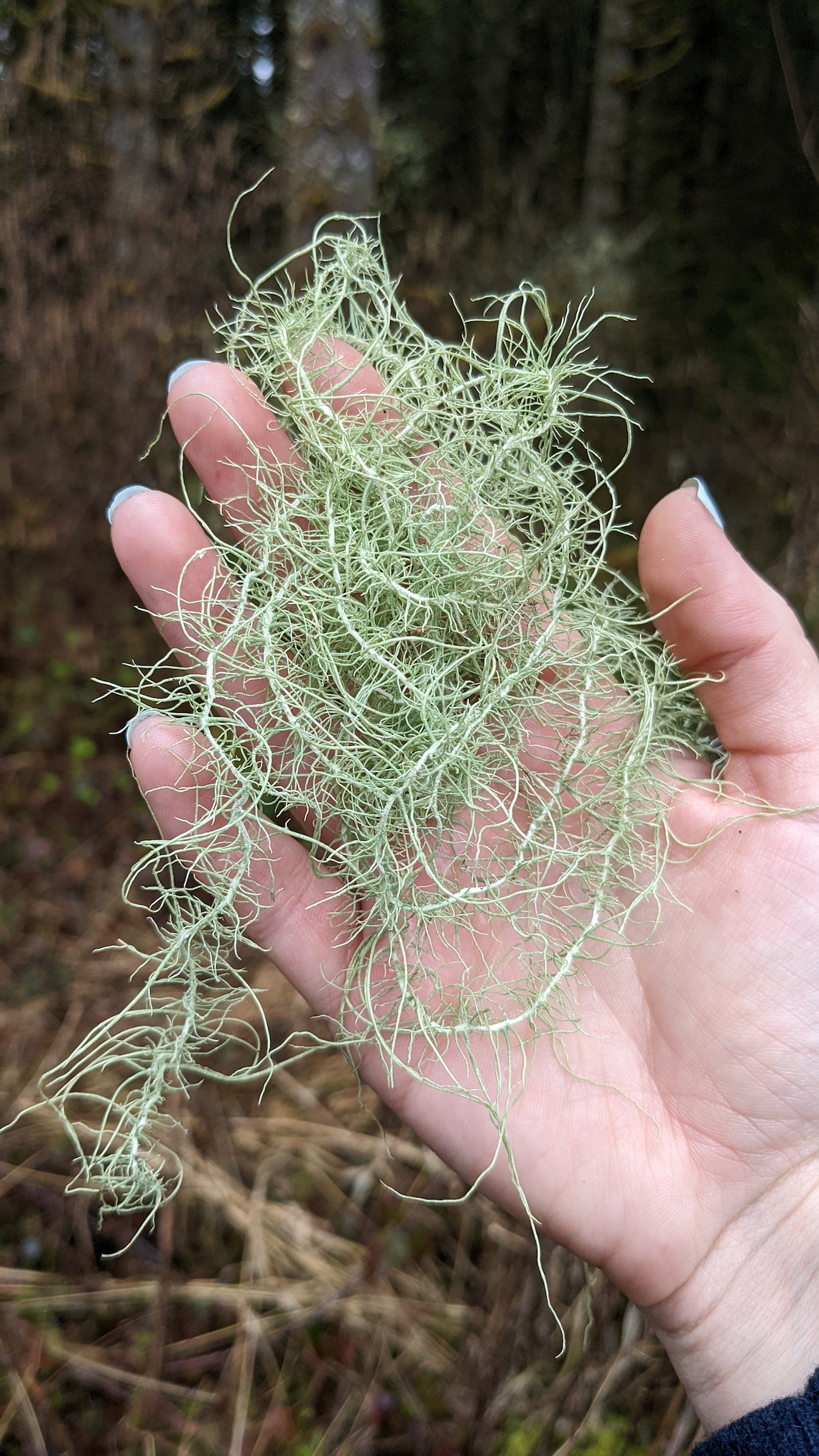 Usnea Tincture Double Extract, Made With Fresh Wildcrafted Lichen, Old ...