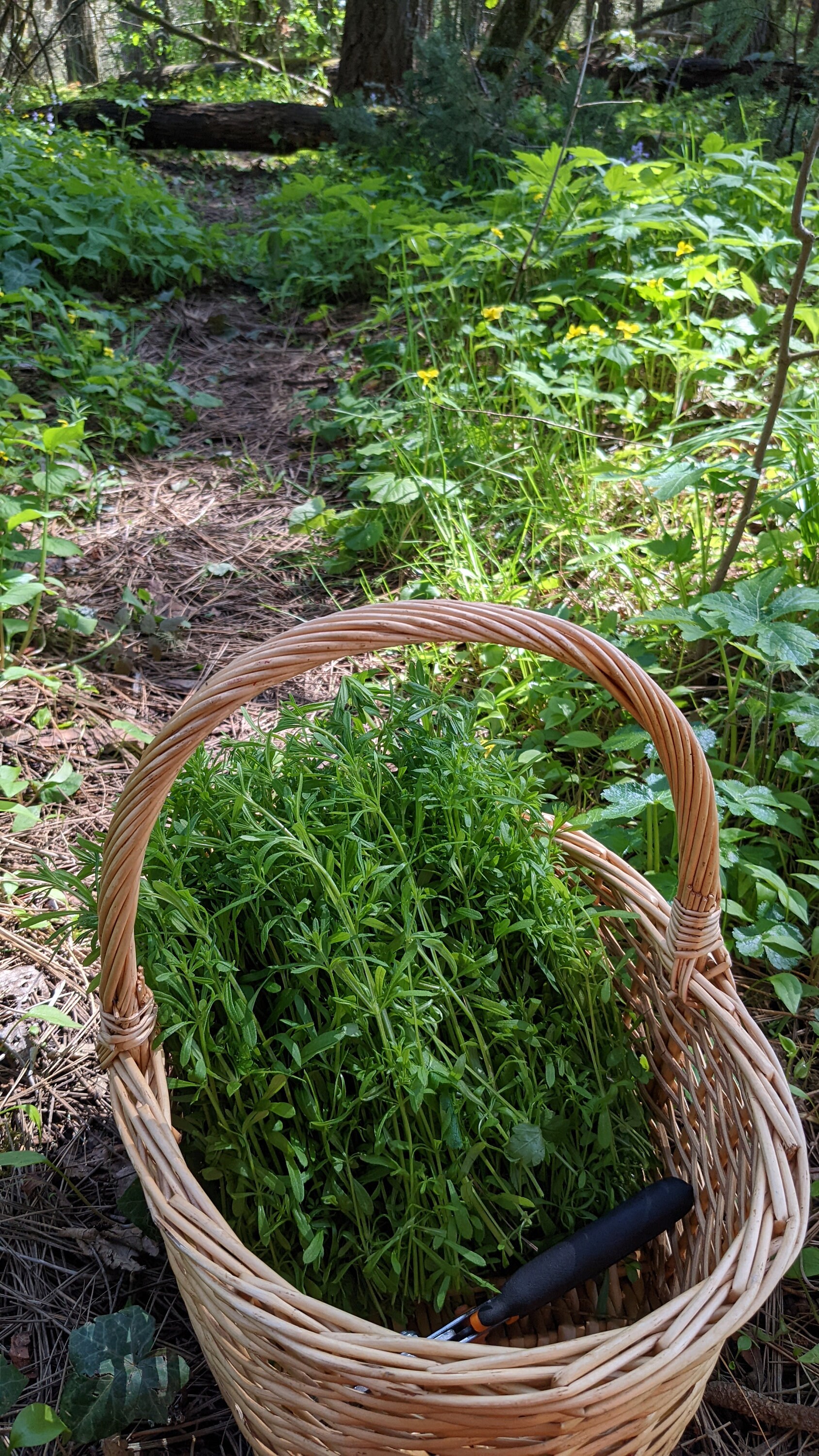 Cleavers Tincture Made With Fresh Wildcrafted Cleavers, Galium Aparine ...