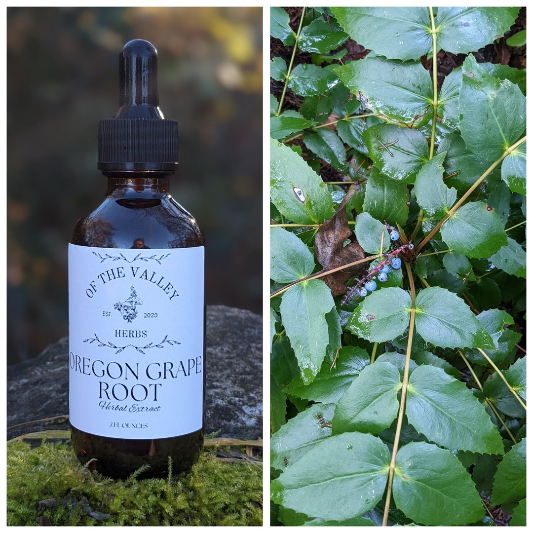 Oregon Grape Root Tincture (berberis Nervosa), Wildcrafted Oregon Grape ...