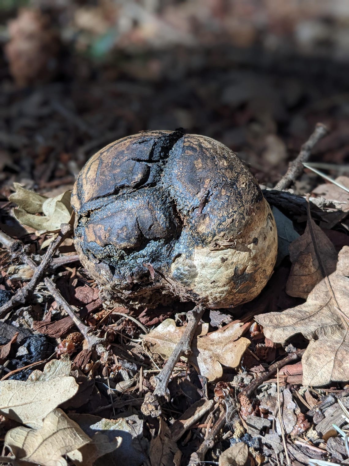 Dyeball Mushroom (pisolithus Arhizus) for Natural Dyeing // Dyes ...
